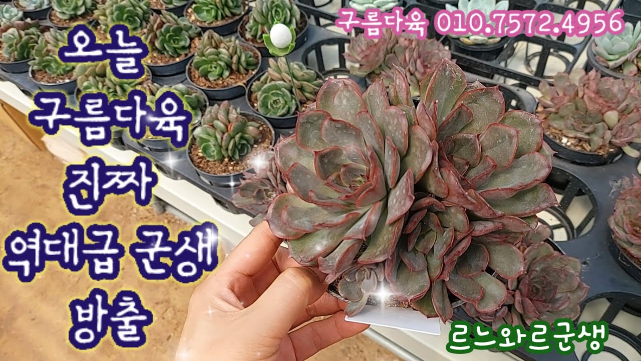 오늘은 역대급 군생 다육이들이 방출됩니다 르느와르군생아리엘먼로아트델리금사황철화 아모르파티💕구름다육 0107572