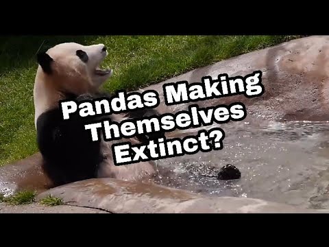 PANDAS TRYING TO MAKE THEMSELVES EXTINCT!!! / PANDA EPIC FAILS/FALLS ...