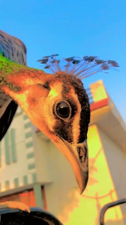 Peacock Youtube