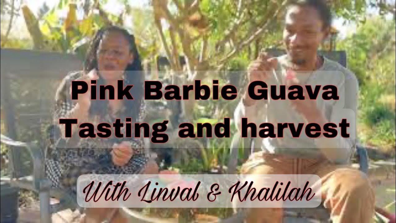 Pink Barbie guava harvest and tasting, produces very well for us in ...