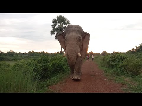 elephant short video - YouTube