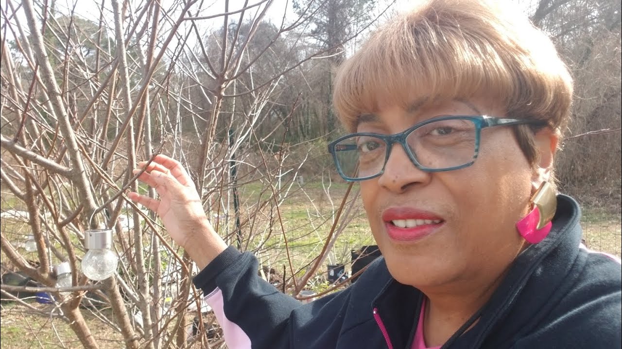 Fruit buds and leaf buds in trees-how to tell the difference? - YouTube