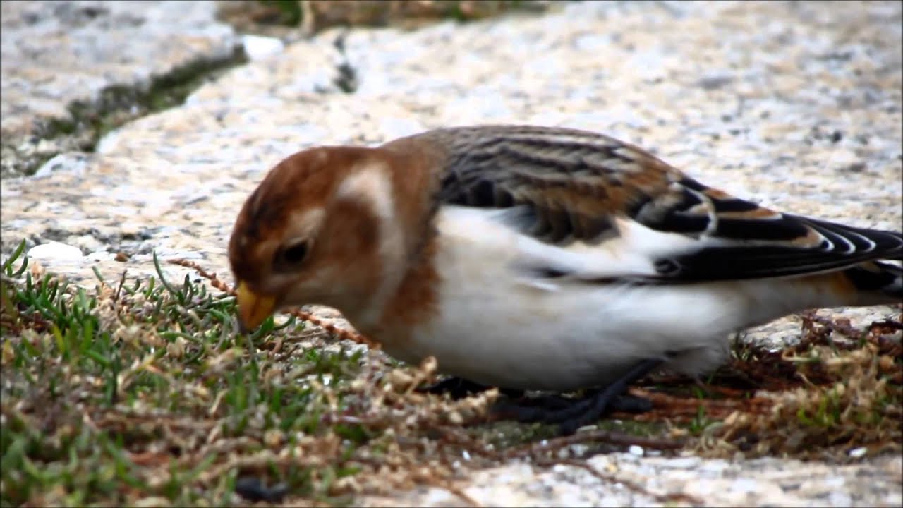 Snow Bunting, Ramsgate Harbour - 17th Nov 2013 - YouTube