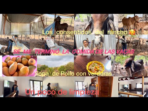 Se terminó la comida de las🐮🔜Será el último día❓🔜Comiendo bien rico🤤
