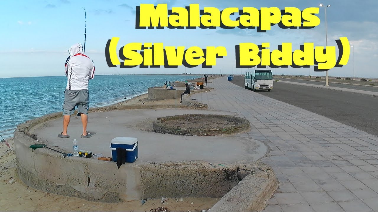 Malacapas Silver Biddy Fish @ AL KHUMRA FISHING SPOT - YouTube