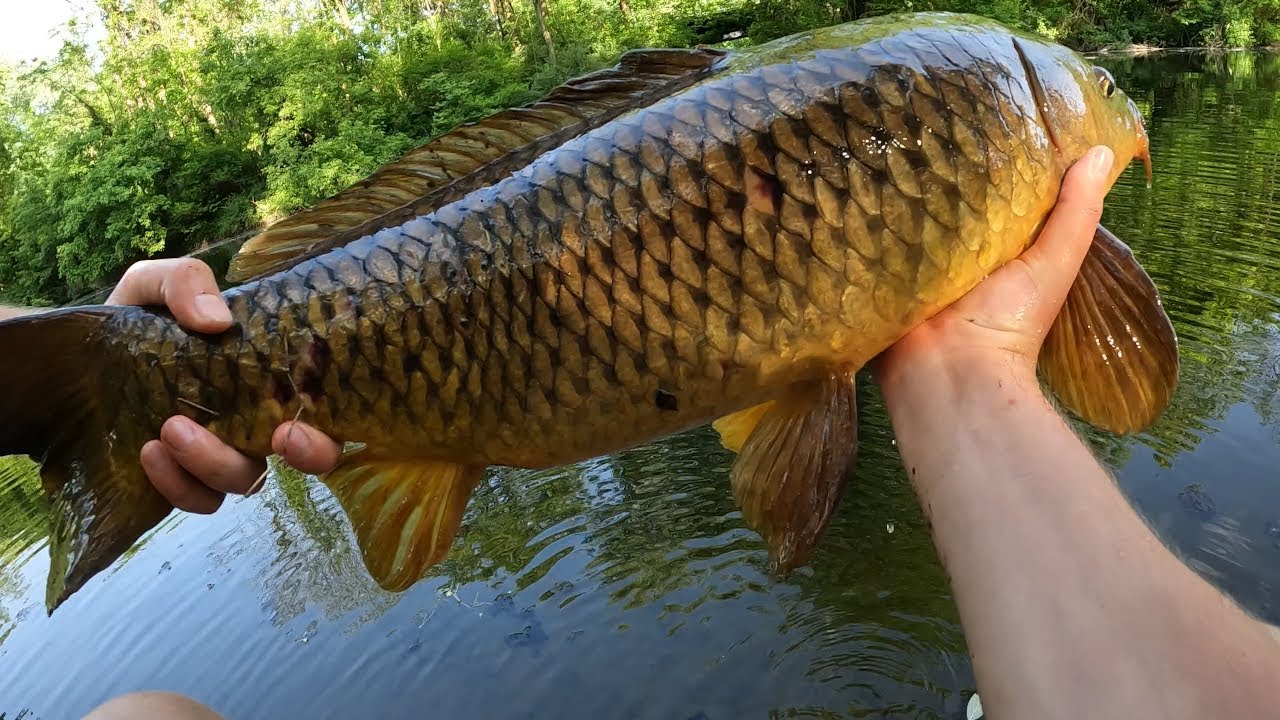 Carp Conquest Ep. 4 Getting Closer to a 20 Pound Carp! (Lehigh Valley ...
