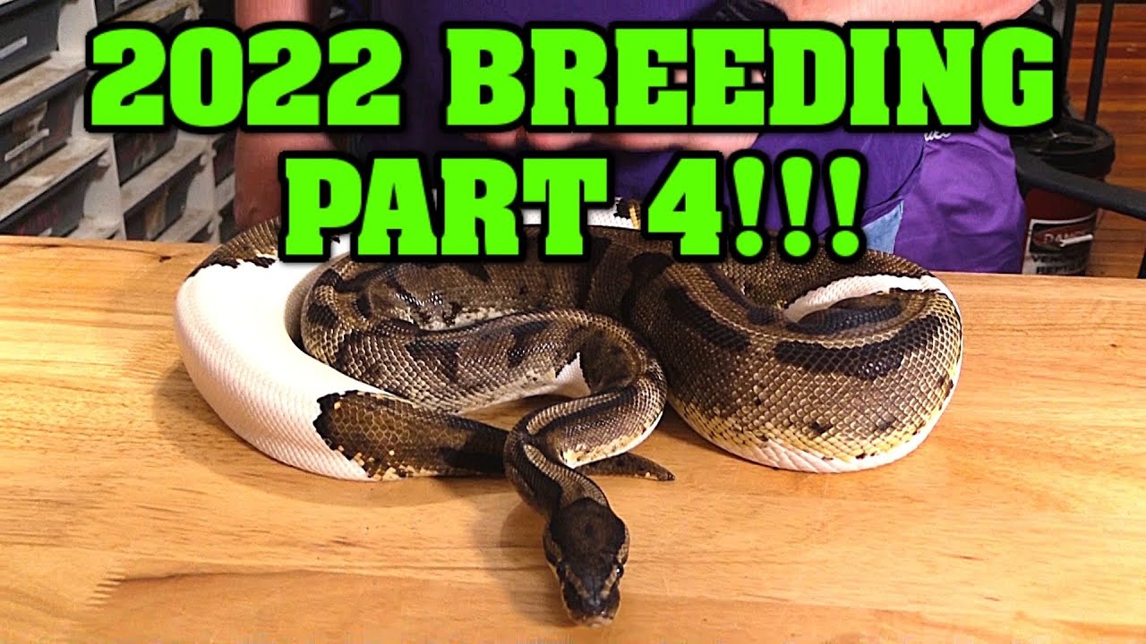 What are we BREEDING? SEE OUR BALL PYTHON PAIRINGS!!! All about rack 4 ...
