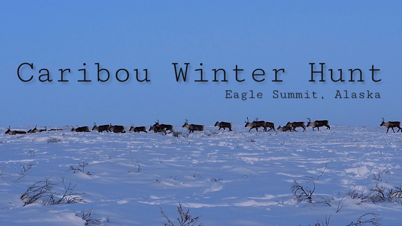 Our Alaskan Life | Winter Caribou Hunt , Eagle Summit, Alaska - YouTube