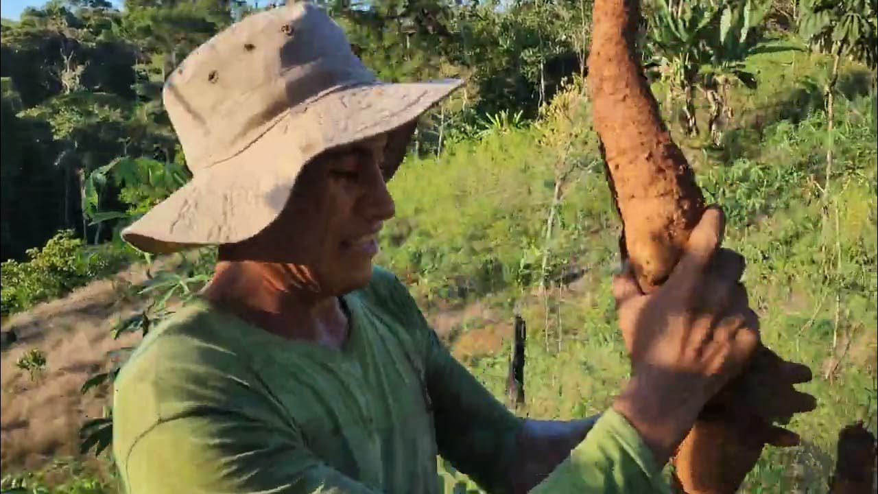 Sacando la rica YUCA para preparar la rica CENA ☕ - YouTube