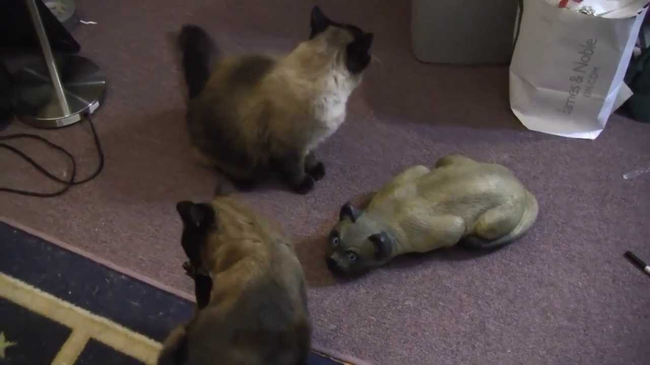 Petrified Cats - YouTube