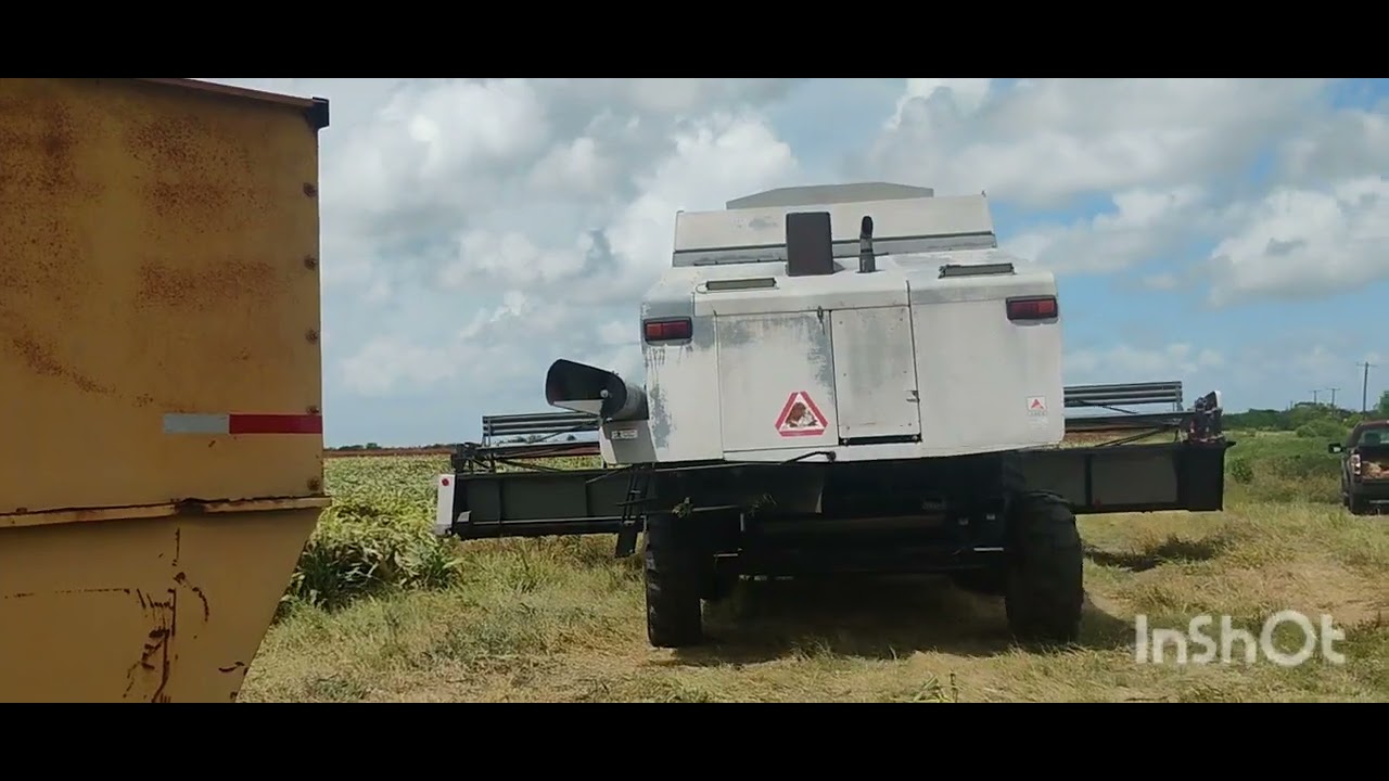 Milo Harvest 2025 - YouTube