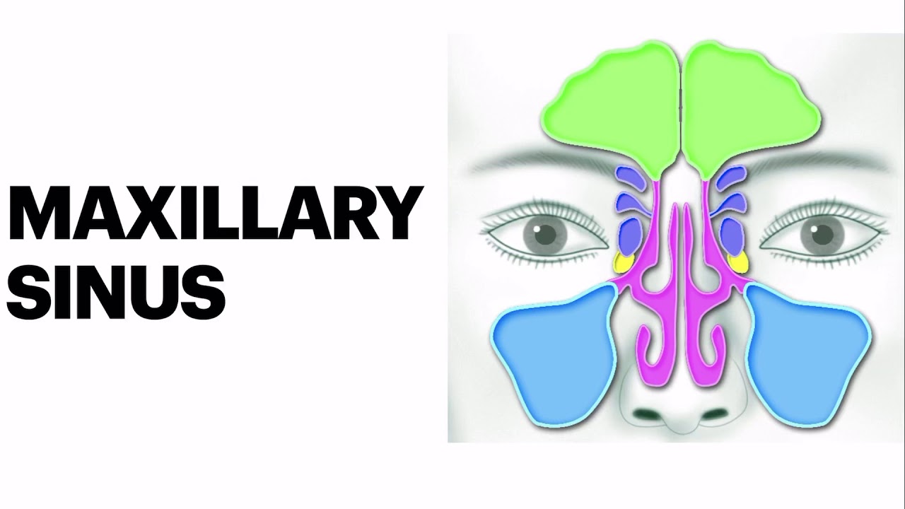 Maxillary sinus (anatomy & Histology) - YouTube