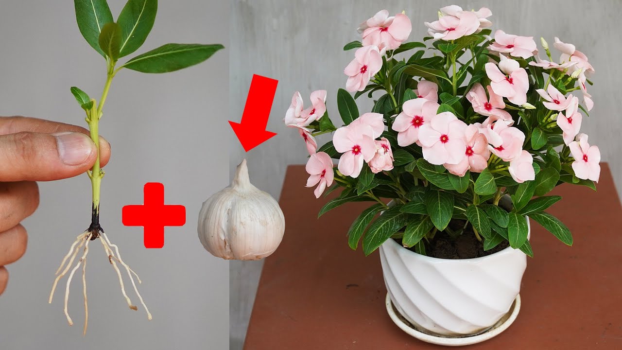 This Way Helps You To Have A Beautiful Coconut Flower Pot, Easy Coconut ...