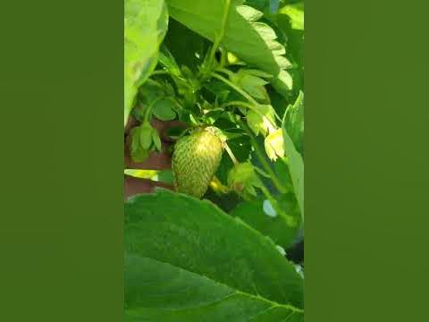 Сорт клубники " Лючия" 3 июня 2023 года. - YouTube