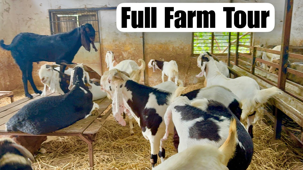 Full Tour of Quality Goat Farm, Bhiwandi | Palai Open - YouTube