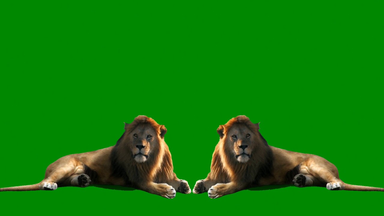 Lion Green Screen Hd Effect ll Video background Green screen - YouTube