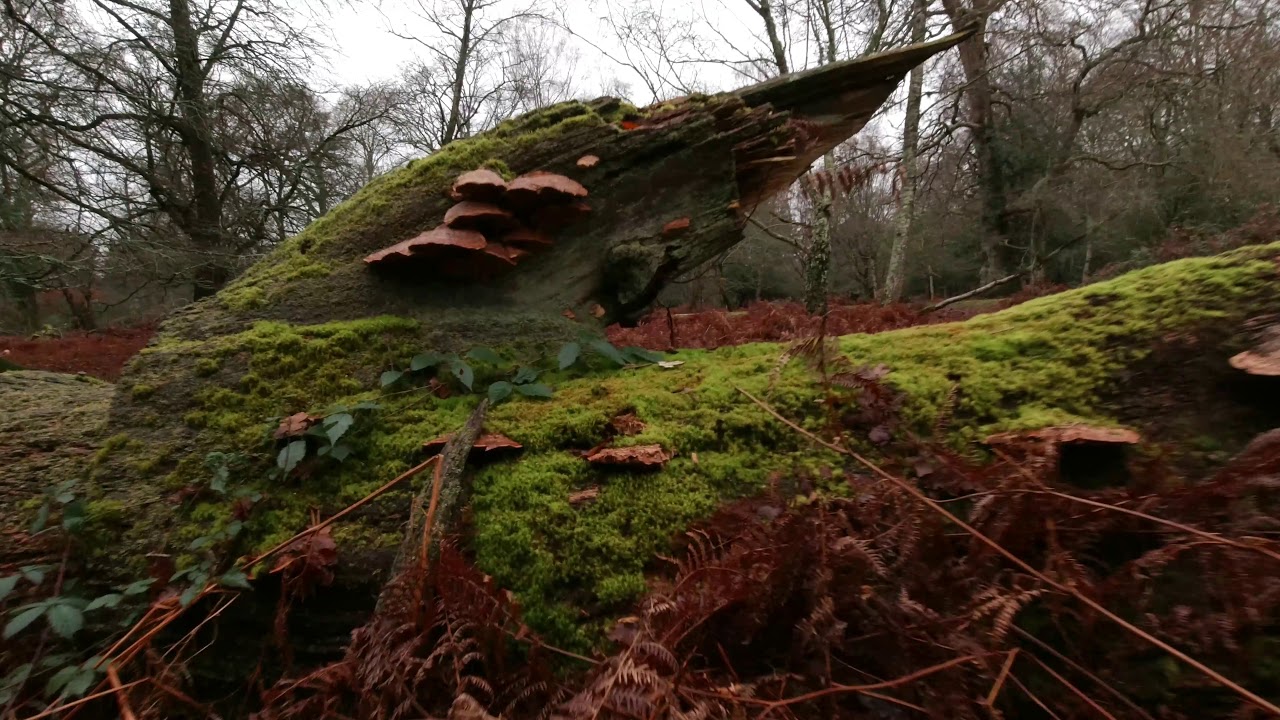 A Walk Around Denny Wood in the New Forest // 4K - YouTube