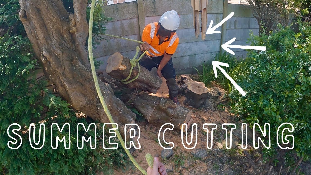 Summer Job: Making Three Trees Into One - YouTube