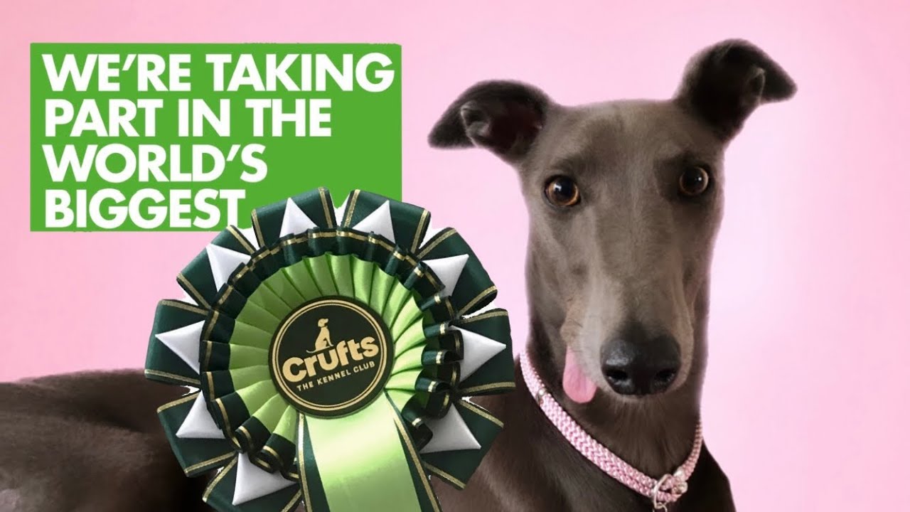 GREYHOUND prepares for World’s biggest DOG SHOW CRUFTS Good Citizen ...