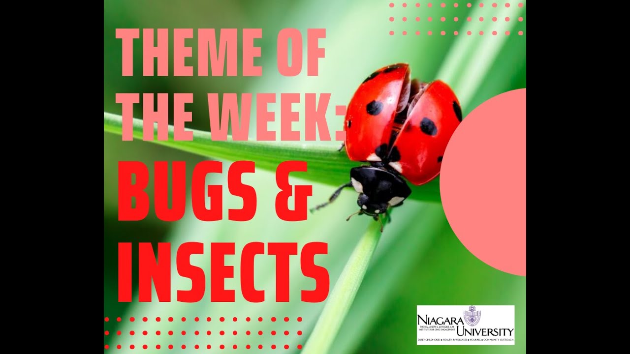 Education Series Week 4: Bugs & Insects - YouTube