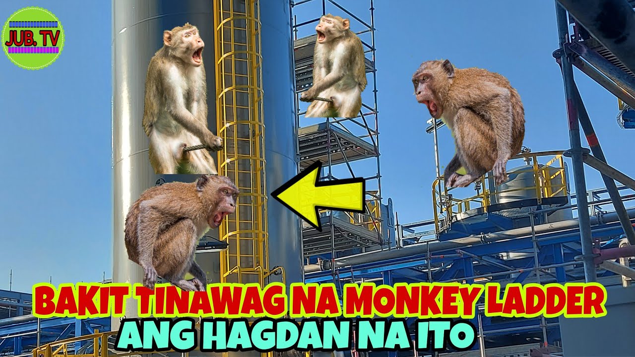 ANO ANG TINATAWAG NA MONKEY LADDER - YouTube