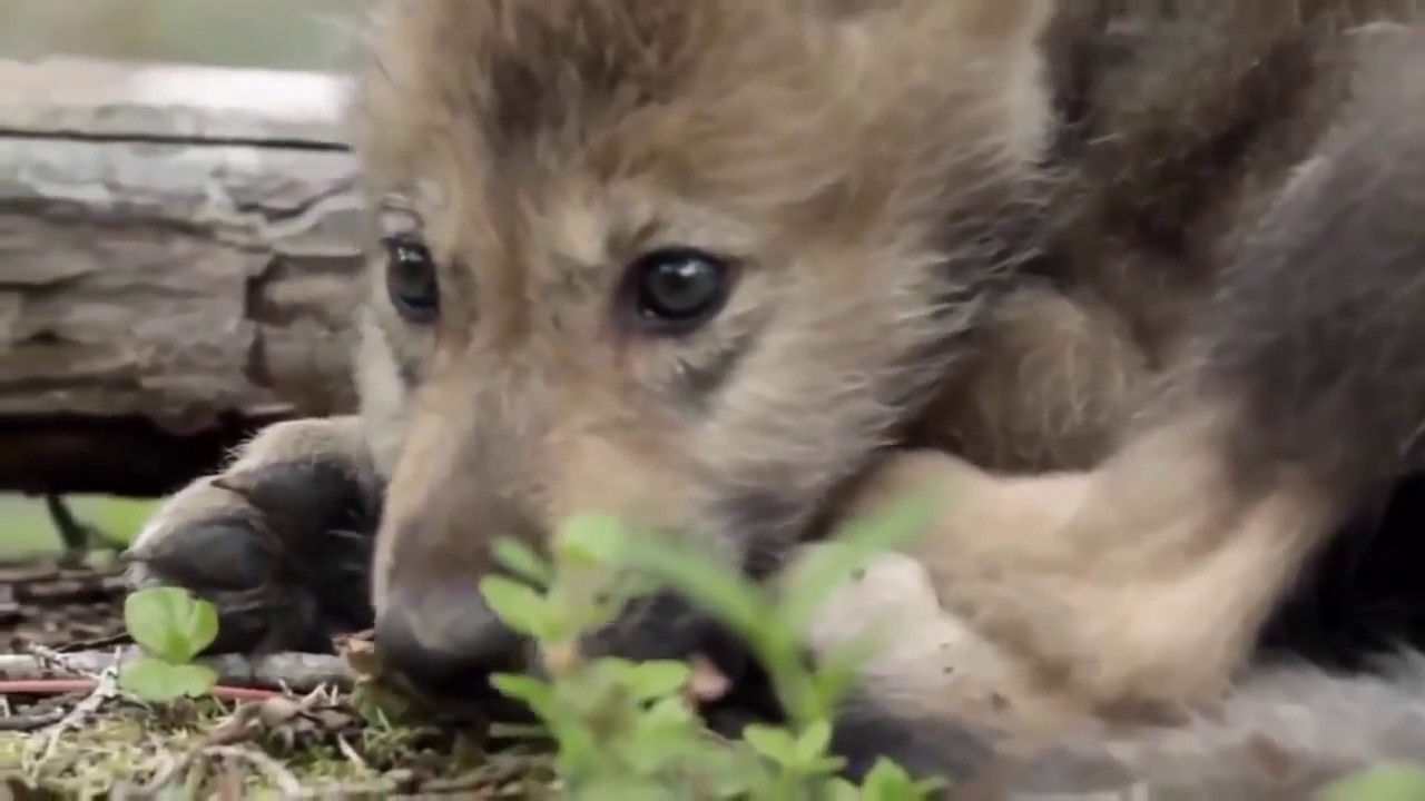 Nature documentary 2016 Wildlife documentaries animal planet HD ...