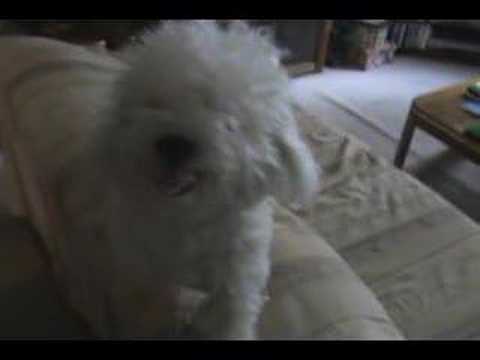 ANGRY POODLE - YouTube
