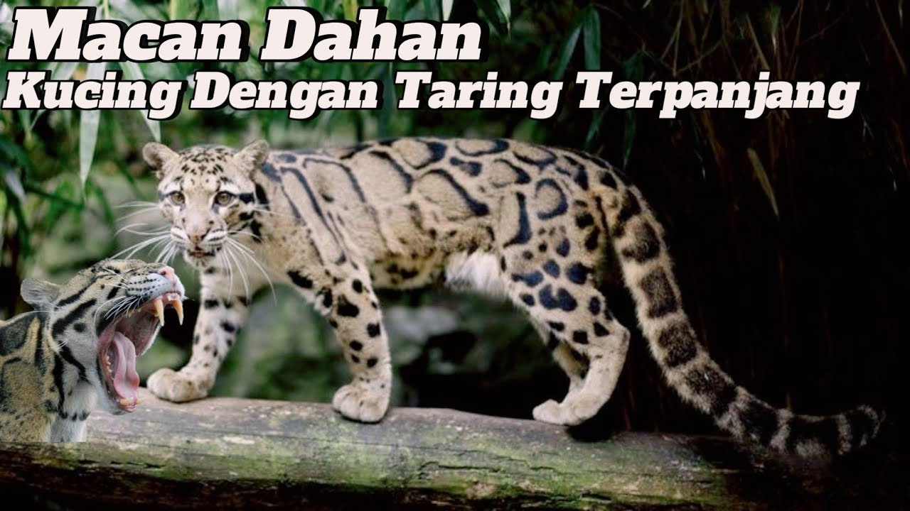 MACAN DAHAN : Kucing dengan taring terpanjang. Raja hutan Pulau ...
