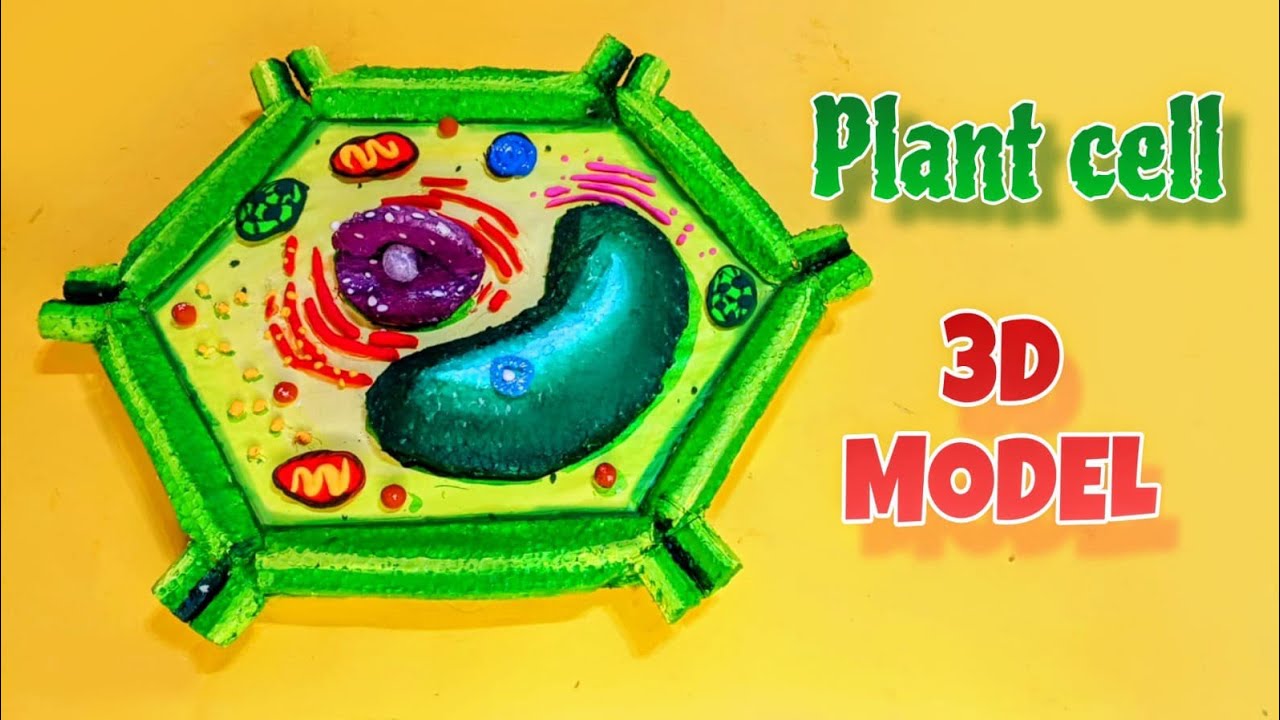 plant cell model making 3d - diy - simple and easy for science project ...