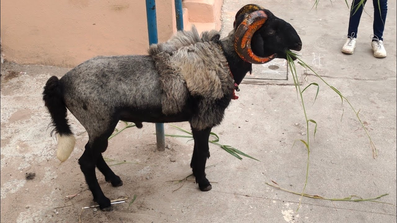 rampuri aggressive sheep in old Malakpet hyderabad | rampuri menda in ...