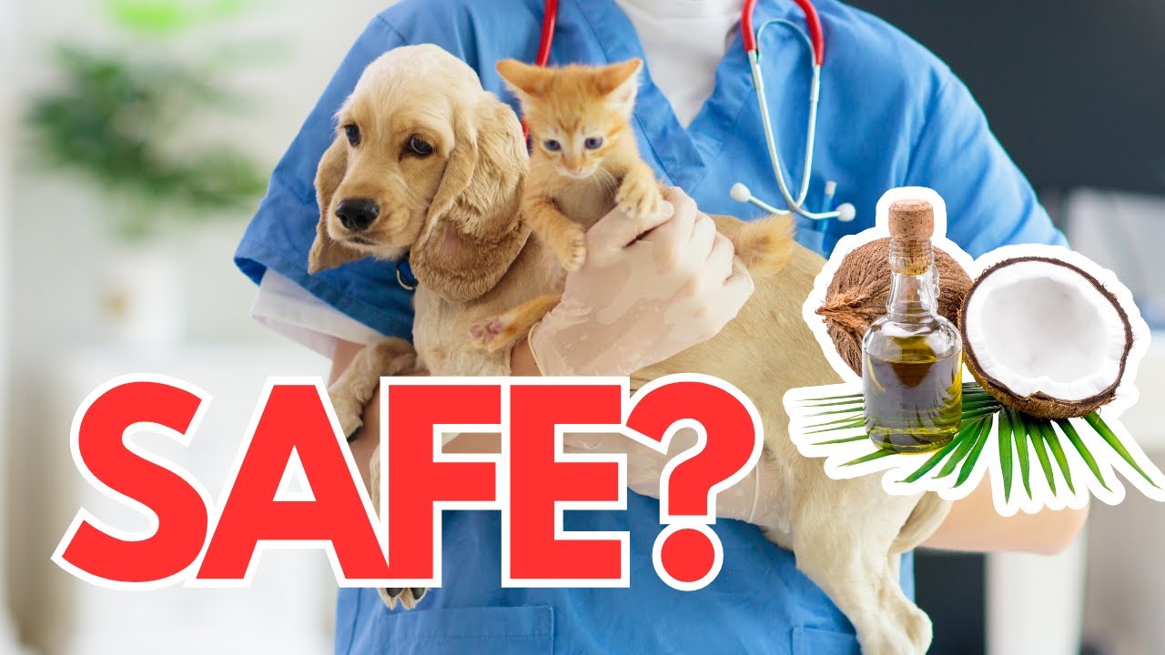 Coconut Oil for Dogs: The Ultimate Guide for Healthy and Happy Pets ...