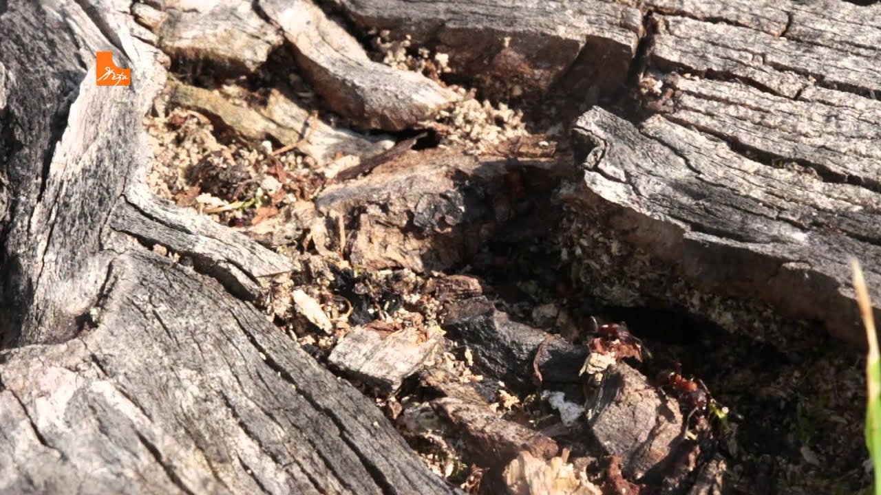 Ant World - YouTube