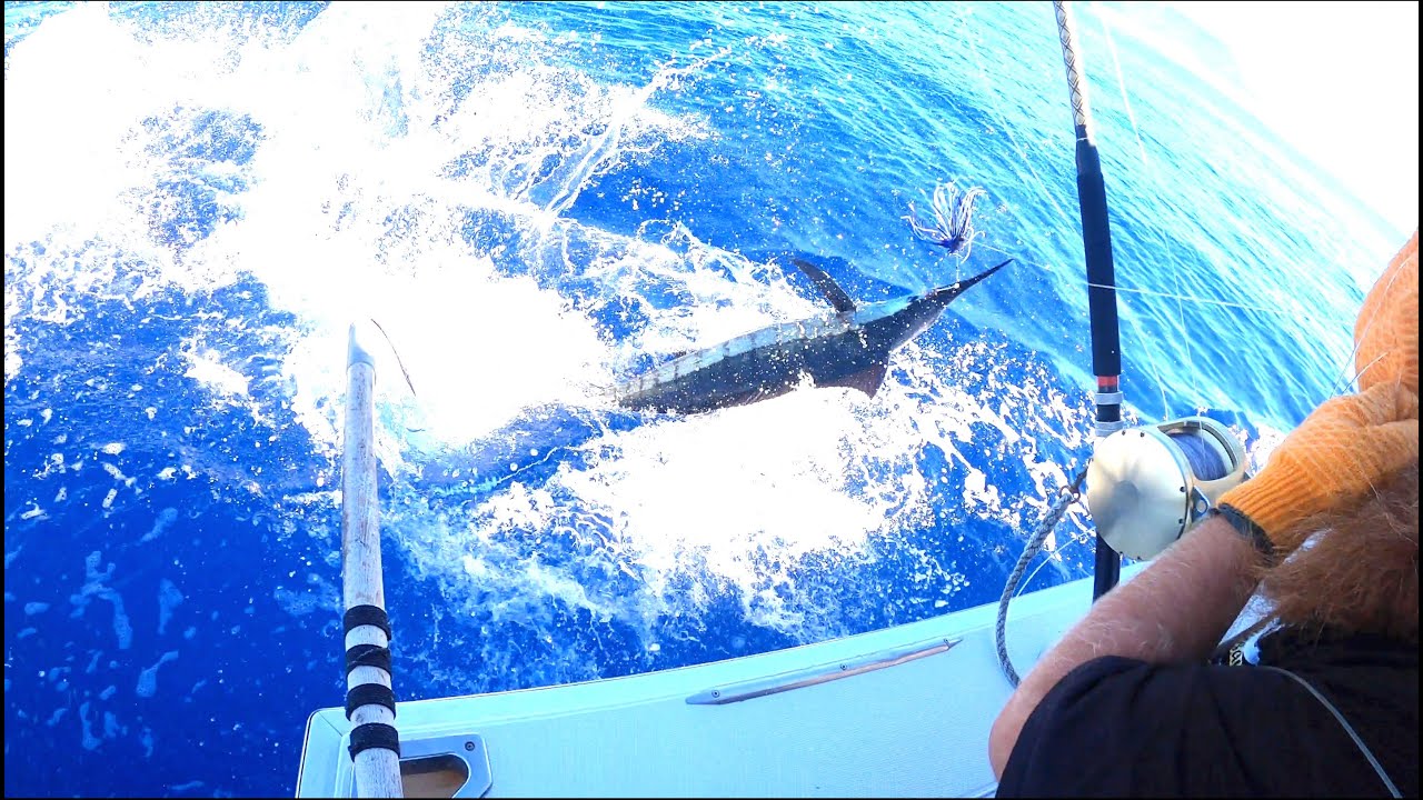 BLUE MARLIN FREAKS OUT | Marlin Fillet | Deep Sea Fishing Hawaii - YouTube