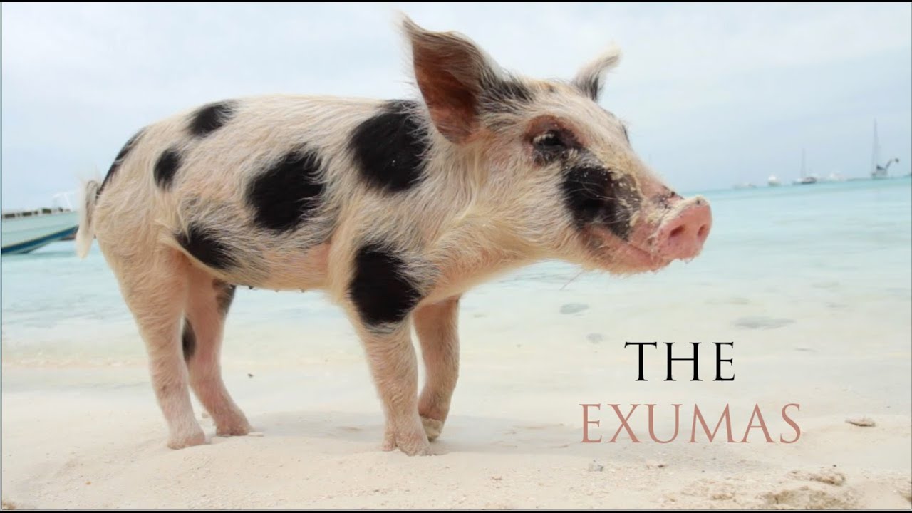 The Exumas Swimming Pigs - YouTube