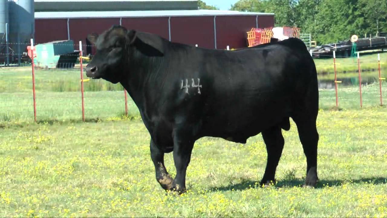 King James Crazy K 44 Farms Bull - YouTube