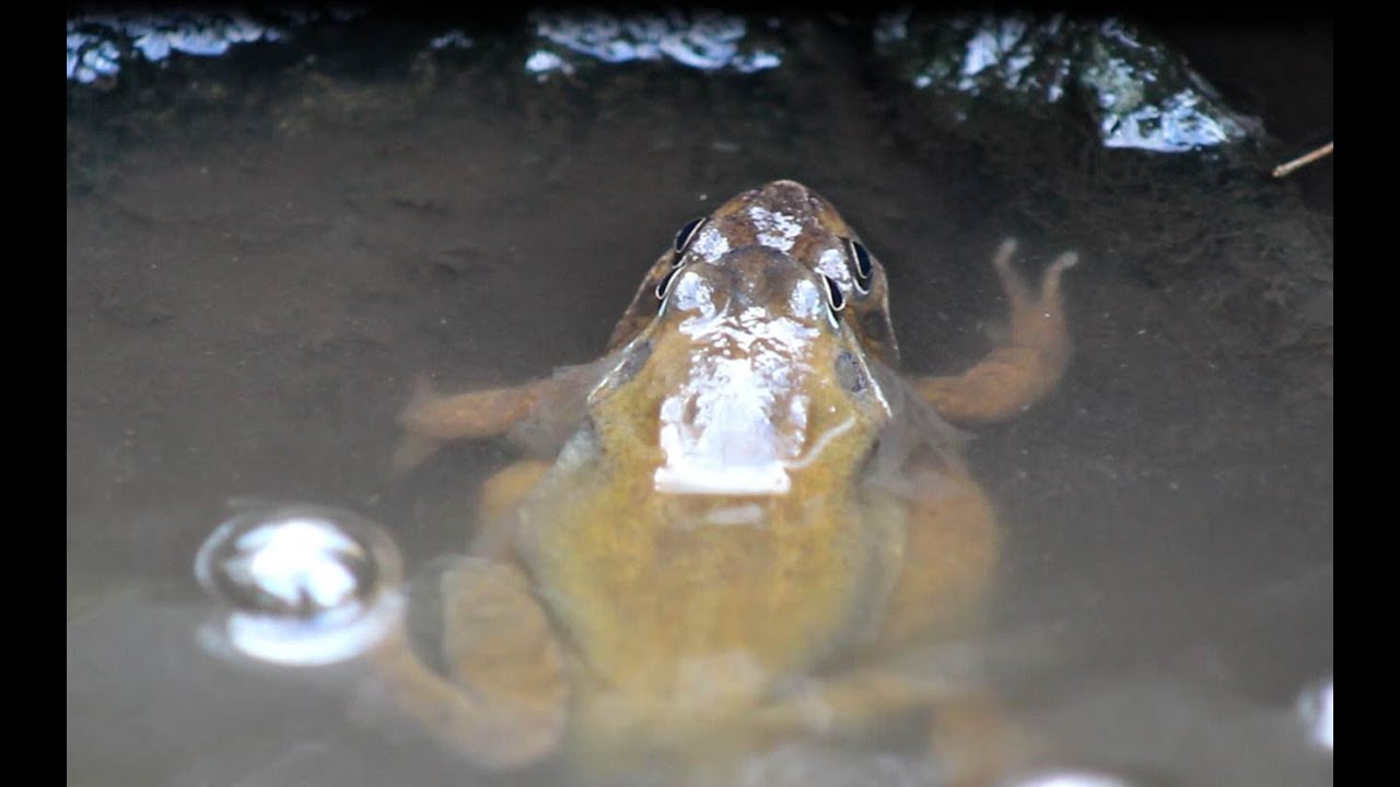 The frogs are back! - YouTube