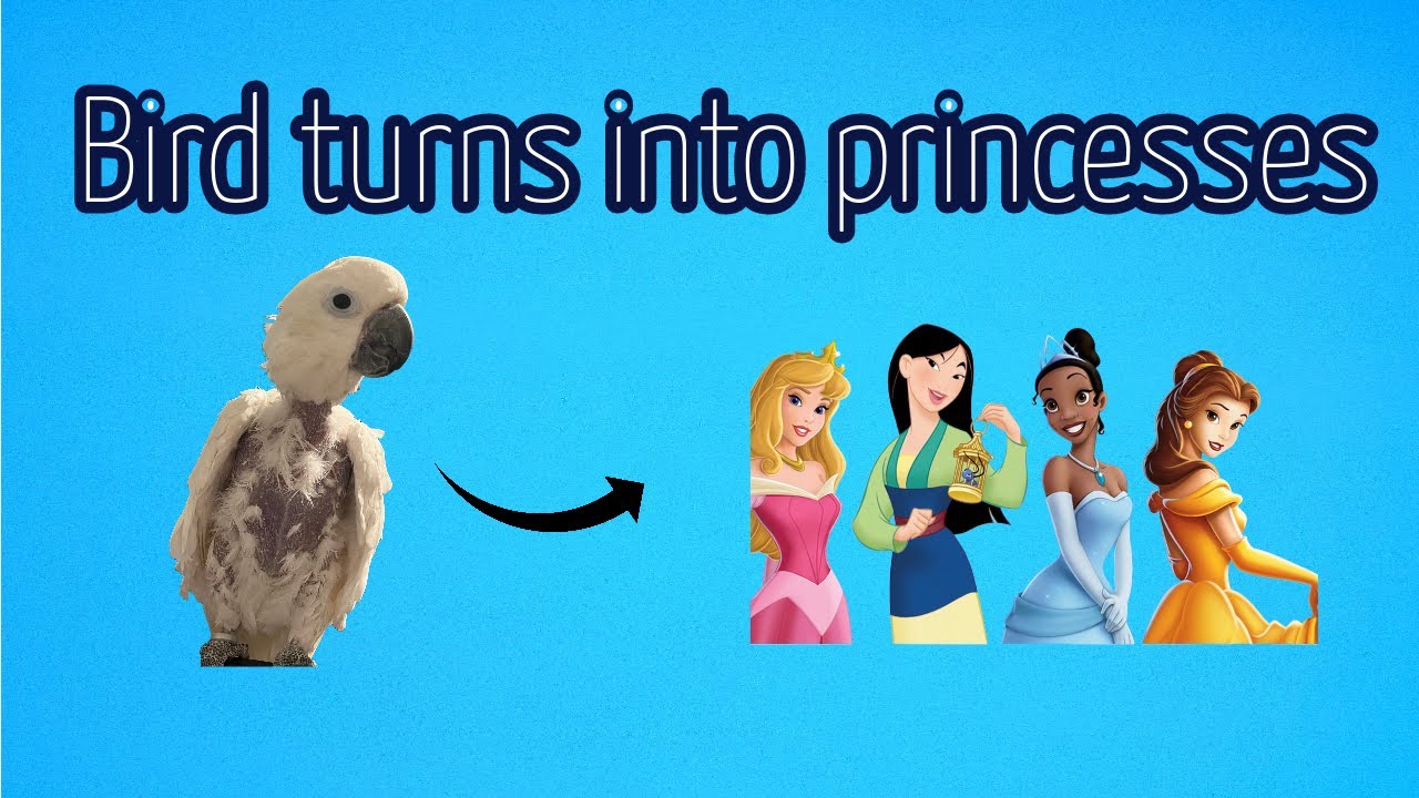 Bird turns into princesses!!! #bird #princesses #cockatoobird - YouTube