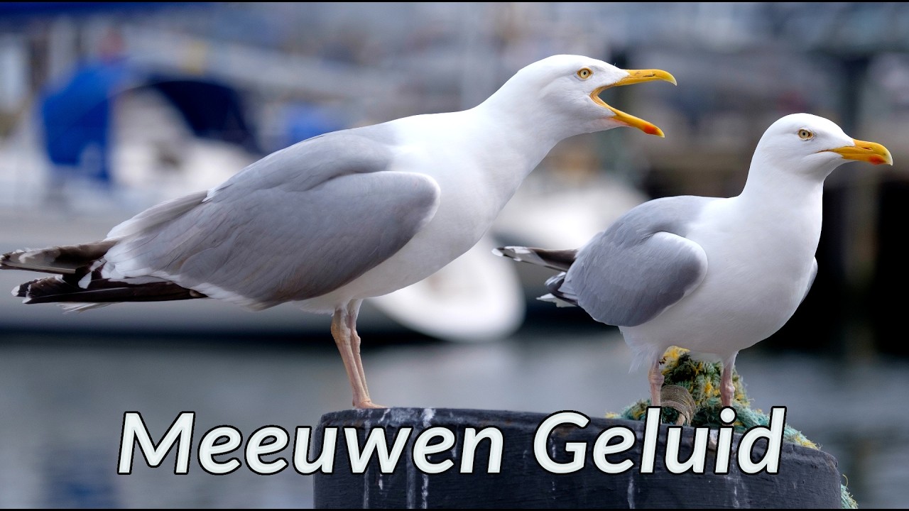 Meeuwen Geluid - de geluiden die een meeuw maakt - YouTube