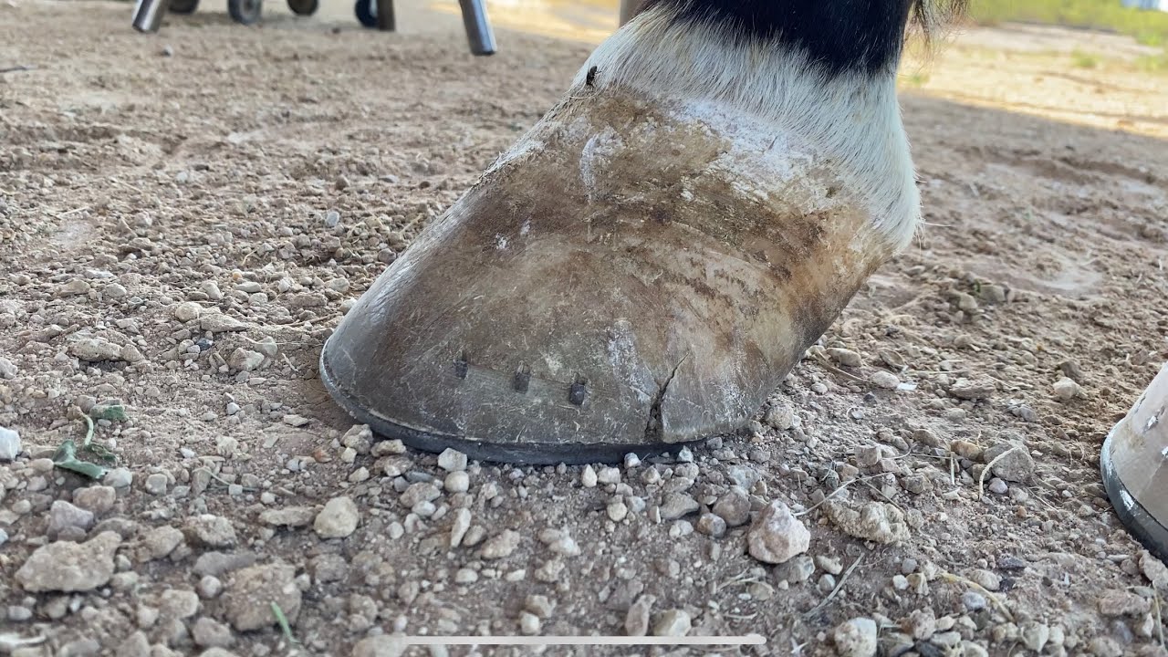 SATISFYING { HOOF RESTORATION } Shoeing a Horse - YouTube