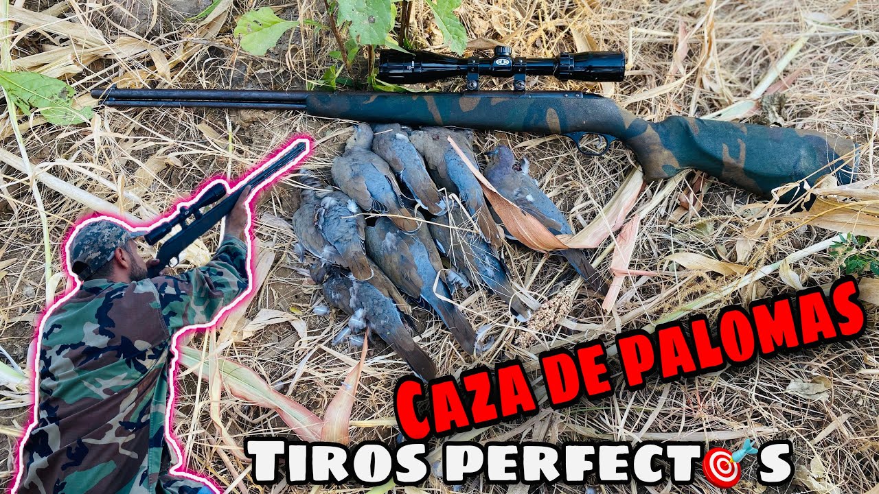AVENTURA y CAZA de PALOMAS. Puros TIROS PERFECTOS 🎯 - YouTube
