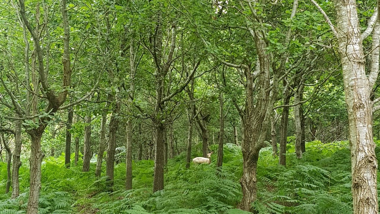 The elusive white hind makes her appearance. - YouTube