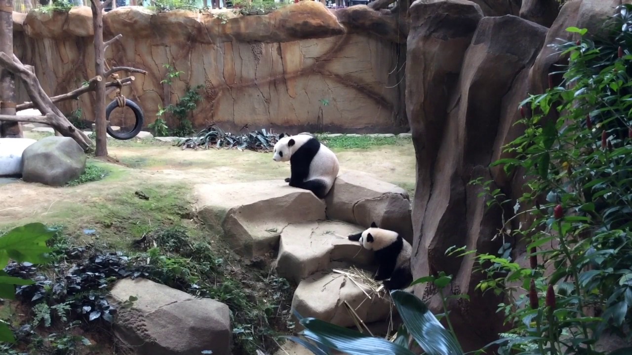 Panda AT Zoo Negara ( Malaysia ) - YouTube