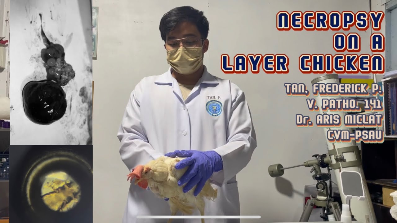 Necropsy on a Layer Poultry - YouTube
