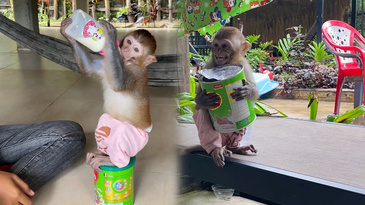 OMG Alex Scraeming Lose Control When Ever He Angry - YouTube