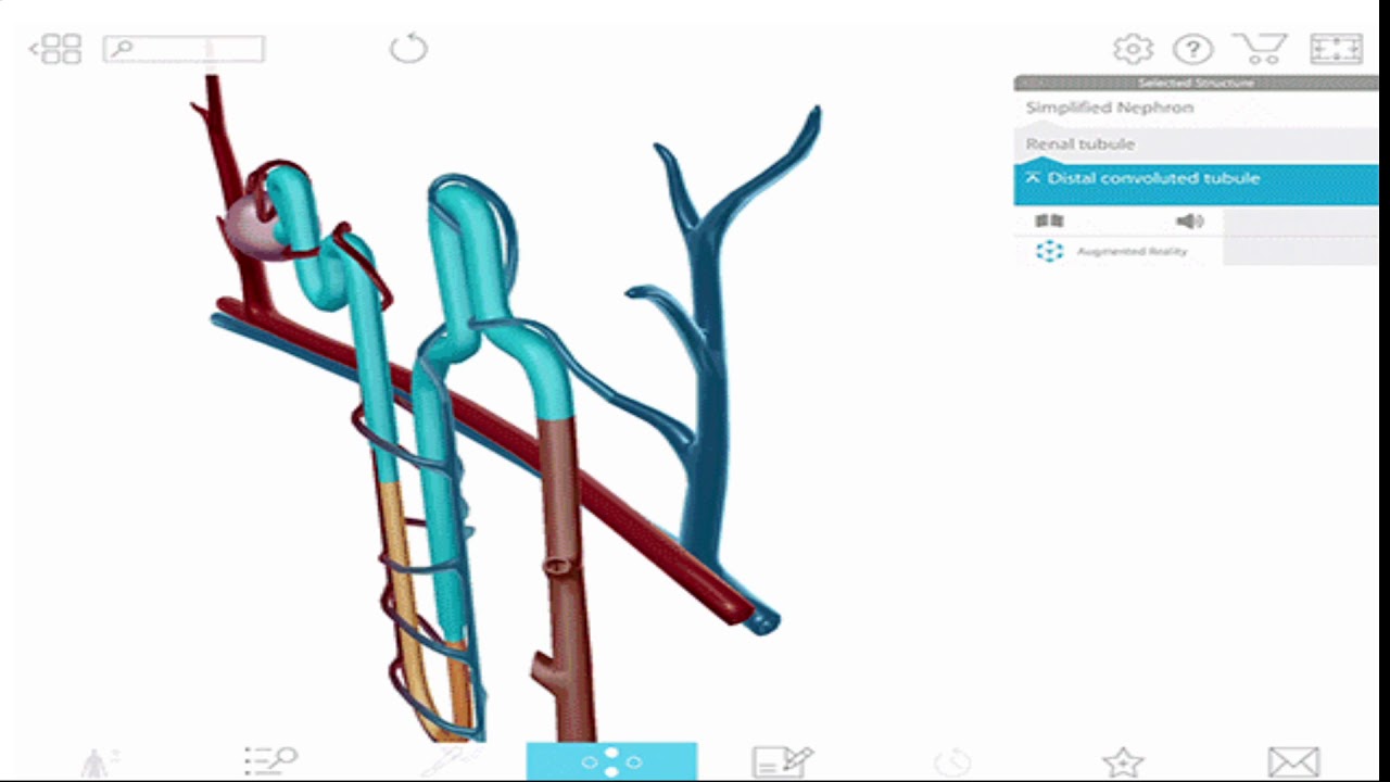 BIOLOGY|STRUCTURE OF NEPHRON|EASY WAY TO UNDERSTAND|NCERT|CLASSX,XI,XII ...