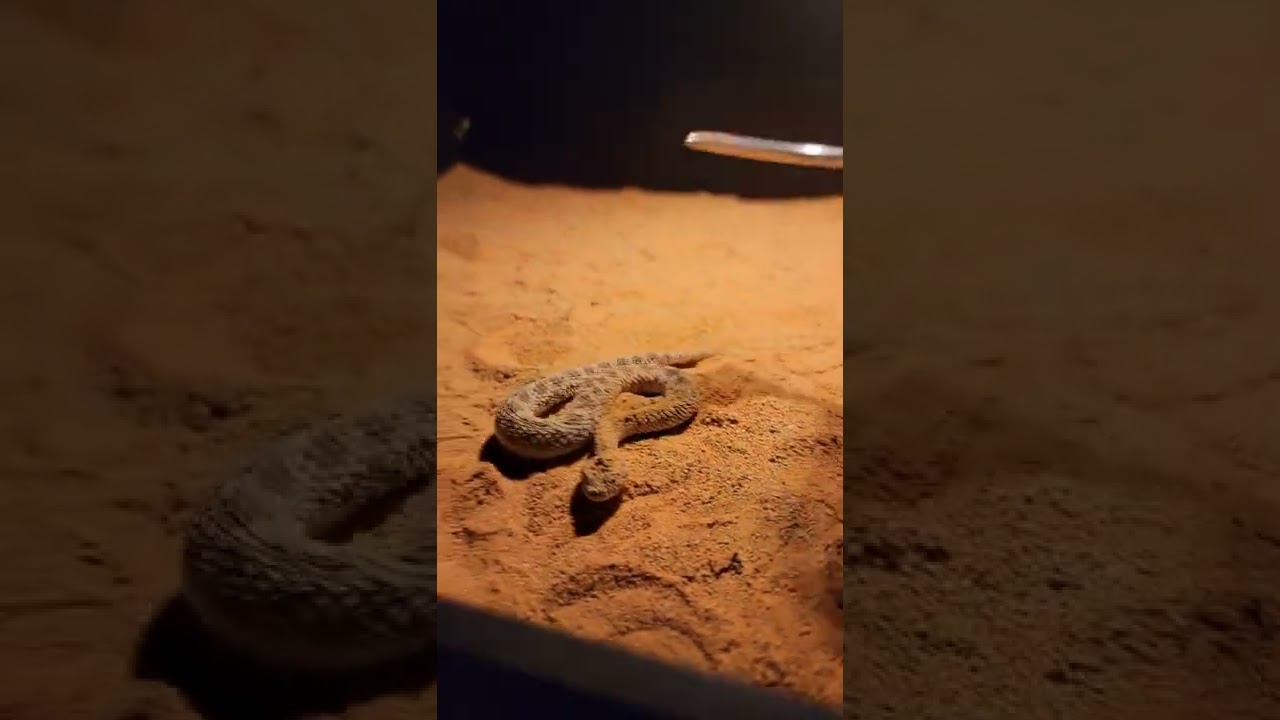 Sand viper hiding in plain sight! #venomoussnakes #zookeeper #reptiles ...