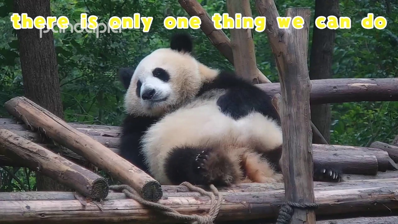 Funny panda moments #10 - YouTube