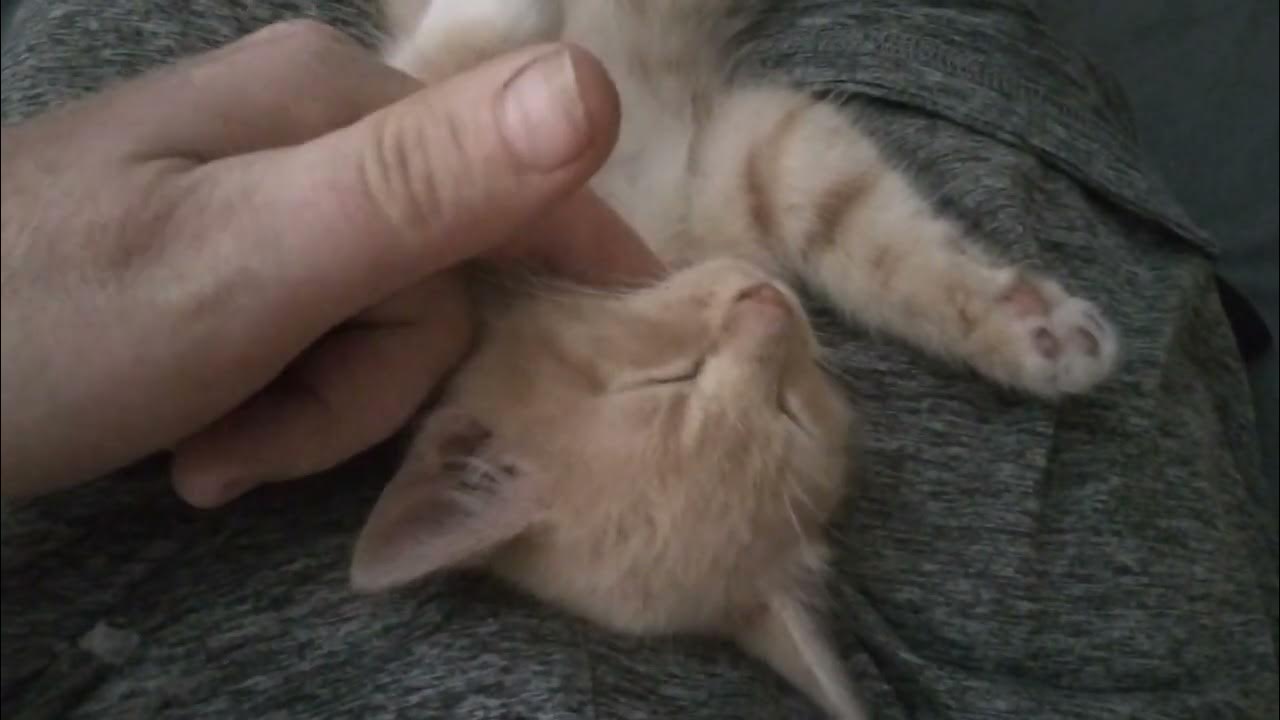 Kitty Loving This Rub A Dub Dub Youtube