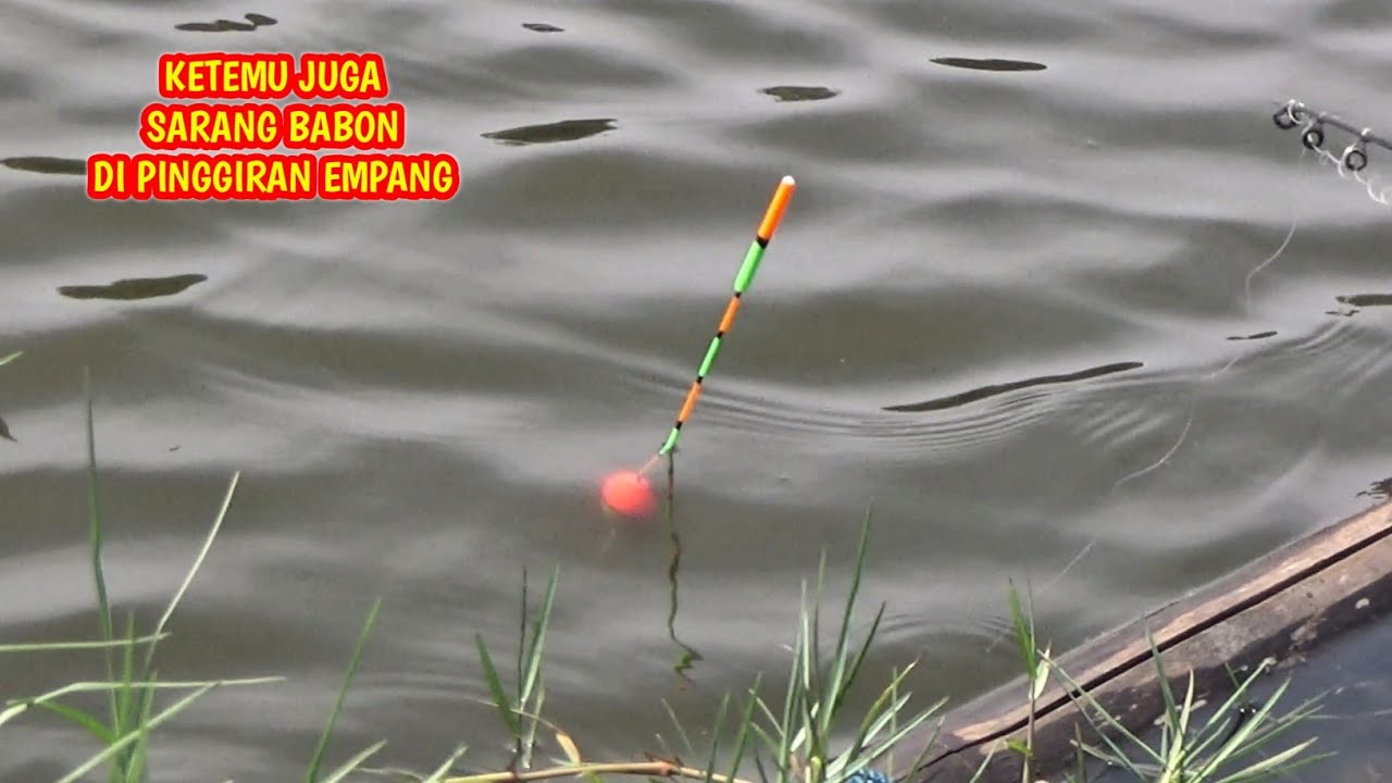 TEKNIK MANCING PALING JITU‼️ TEKNIK PELET + TEKNIK LOBANG # ...