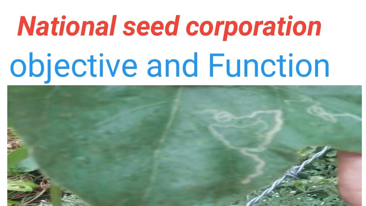 National seed corporation NSC full information - YouTube